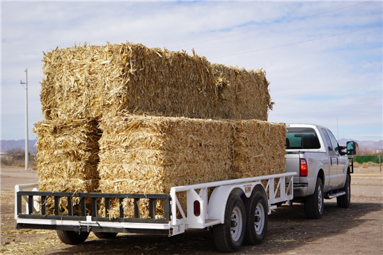 Gobierno Municipal entrega mil pacas de rastrojo a productores lecheros ...
